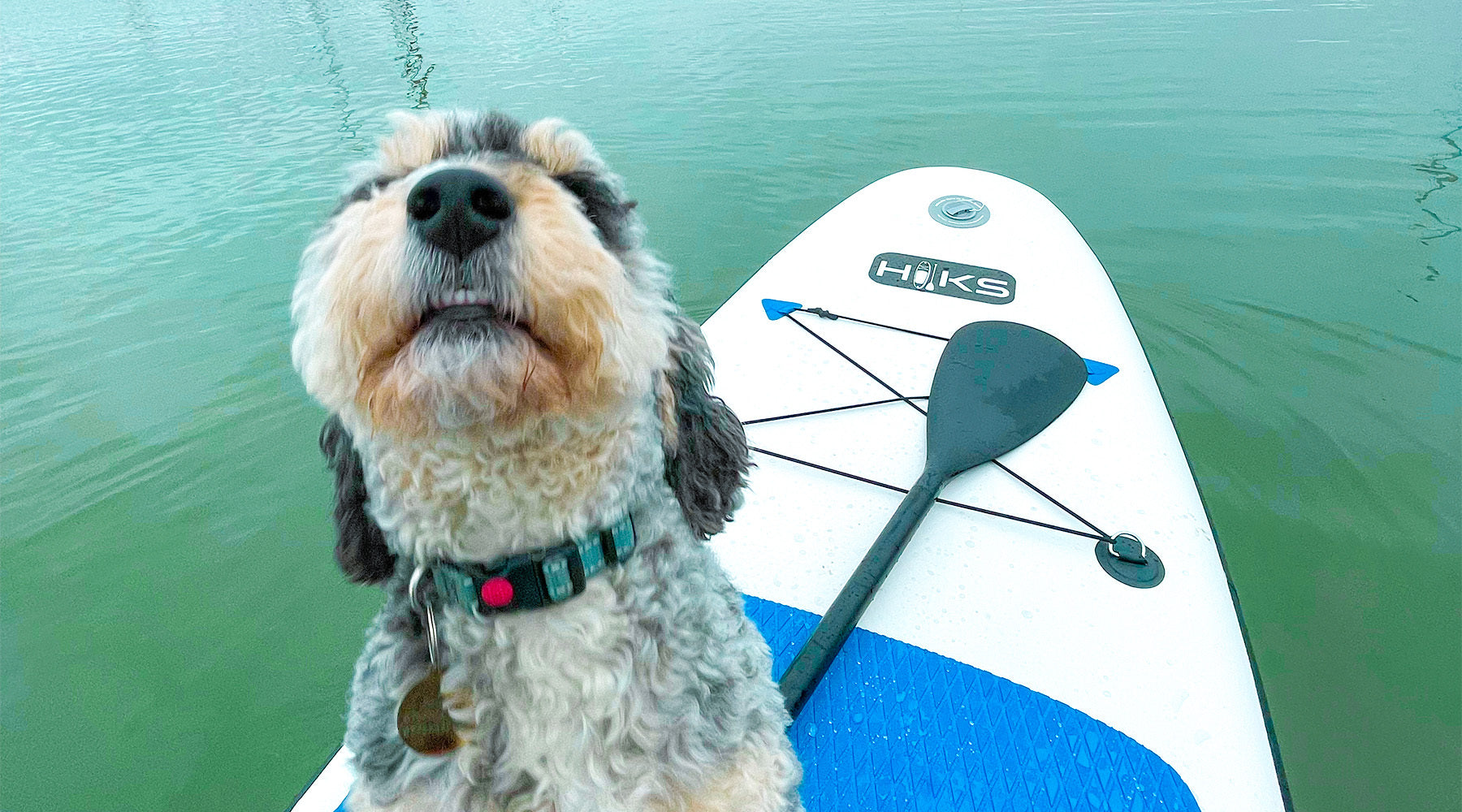 PUP on SUP – gohiks